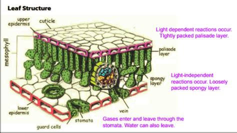 Photosynthesis Flashcards Quizlet