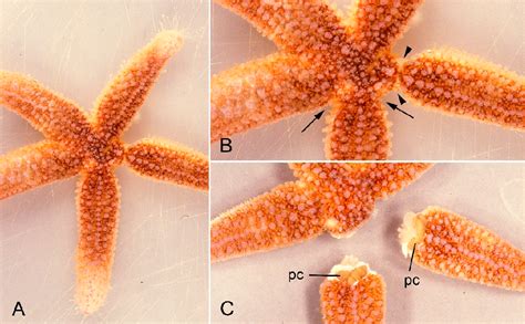 Figure 1 From Morphological And Physiological Aspects Of Mutable