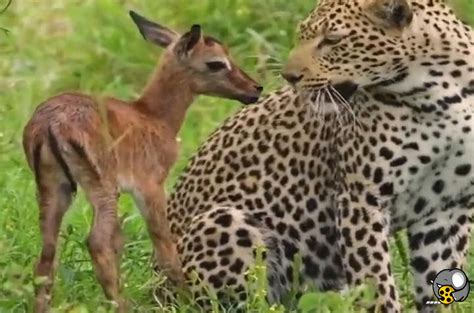 خیلی عجیبه یه پلنگی بچه آهو رو از دست کفتار نجات می ده فیلو