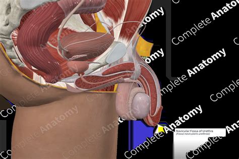 Navicular Fossa Of Urethra Complete Anatomy