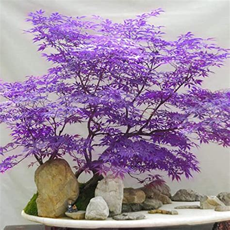 Chuxay Garden Ghost Purple Maple Acer Palmatum Japanese Maple Tree