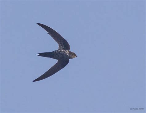 ark rumped swift apus acuticauda rating 5 1 rating rate quality rejaul