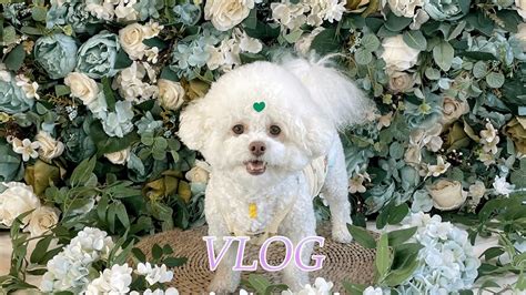 Vlog 투잡러의 일상 브이로그 직장퇴근 후 애견의류 쇼핑몰 사장으로 출근 쇼핑몰 이벤트 템플릿 만들기 애견의류 포장영상 애견카페 카페댕 방문기 Youtube