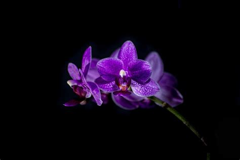 รูปภาพd610 เลือกดูภาพถ่ายสต็อก เวกเตอร์ และวิดีโอ140 Adobe Stock