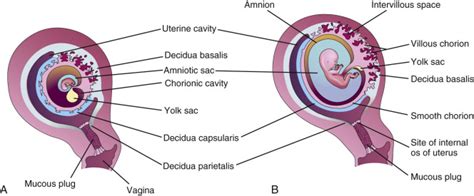 Amniotic Sac Diagram