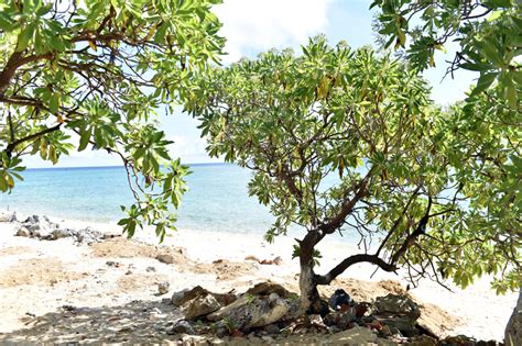 Mầm sống ở Trường Sa