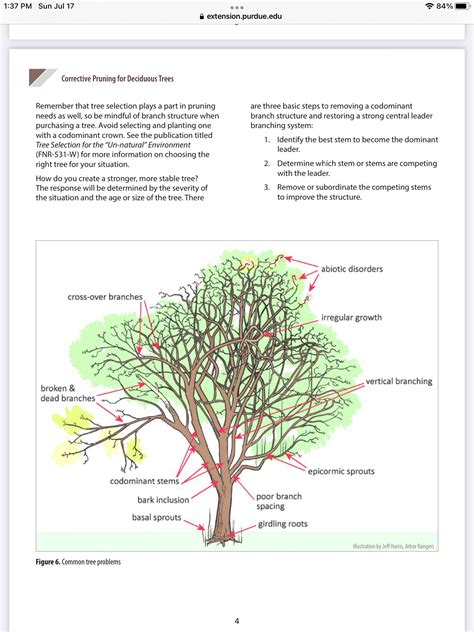 Free Sketchup 3d Model Tree 6 Artofit