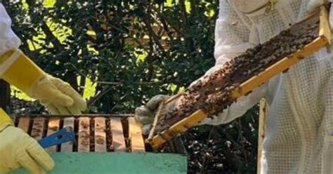 What Do Beekeepers Spray On Bees Happy Beekeeper