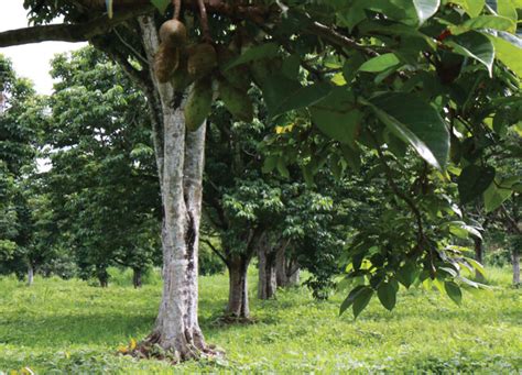 Pili Ani Plants Hope In The Philippines Organic Spa Magazine
