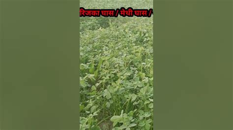 Barsim Vs Alfaalfa Grass । Napiergrass Goat Agriculture Ginigrass Farming Grass Rijka