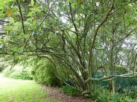 Flora Of New Zealand Taxon Profile Cotoneaster Glaucophyllus