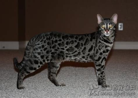 孟加拉豹猫图册 360百科