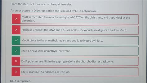 Solved Place The Steps Of E ﻿coli Mismatch Repair In