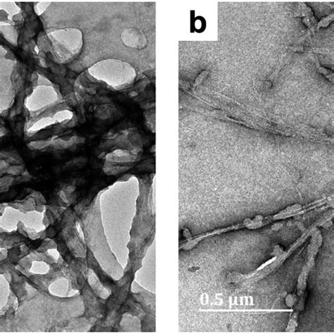 Xrd Spectra Of The Ppybacterial Cellulose Composites Series 1 And Download Scientific