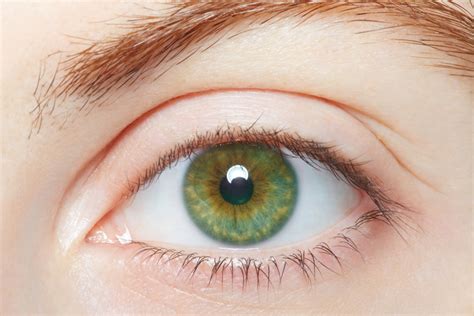 Can Blue Eyes And Hazel Eyes Make Green Eyes At Fred Morales Blog