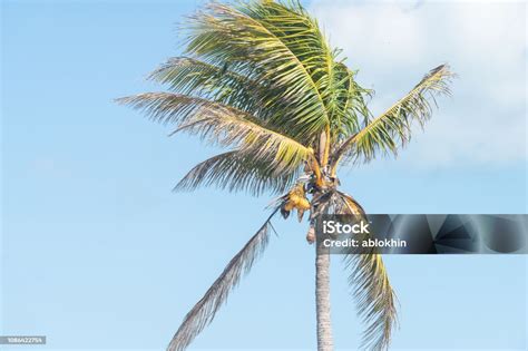 근접 촬영 한 다채로운 오렌지 노란색 밝은 야자수 나뭇잎 녹색 Unripened 코코넛 과일 화창한 날 동안 마이애미 플로리다에서 푸른 하늘에 대 한 격리 지점 0명에 대한