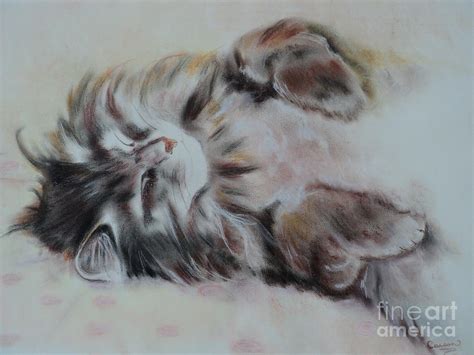 Cat Nap Drawing By Carla Carson Fine Art America