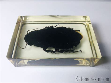 Cockroach Embedded In Clear Resin