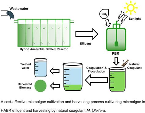 Methods Of Harvesting Algae At Steven Begay Blog