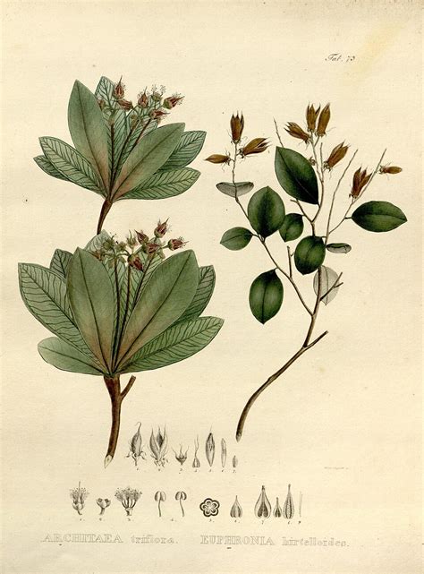 Euphronia Wikipedia Bahasa Melayu Ensiklopedia Bebas