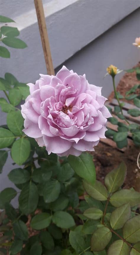 ส่งท้ายปีเก่า ต้อนรับปีใหม่ ภูมิเจริญทรัพย์ โชห่วย