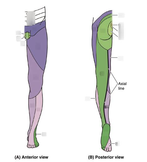 Dermatomes Of Lower Extremity Diagram Quizlet