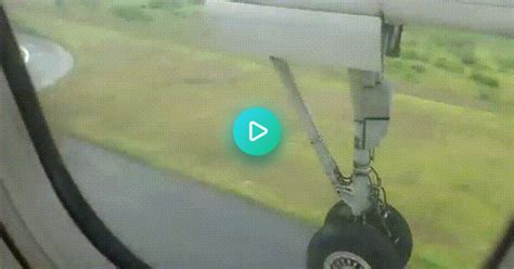 Airplane Lands On Deer  On Imgur