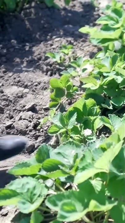 Секреты Успешного Посева 🌱 Идеальные Условия Для Растений 🌟 Youtube