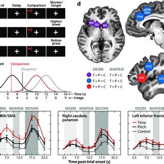 PDF Neural Basis Of The Perception And Estimation Of Time