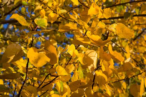 Doug Mackenzie Dodds Images Blog