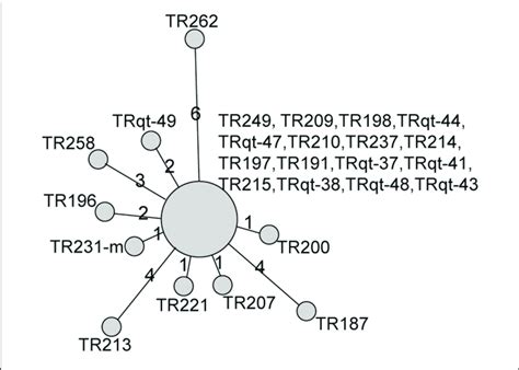 Minimum Spanning Tree Based On Cgmlst Allelic Profiles Of 26 K Download Scientific Diagram