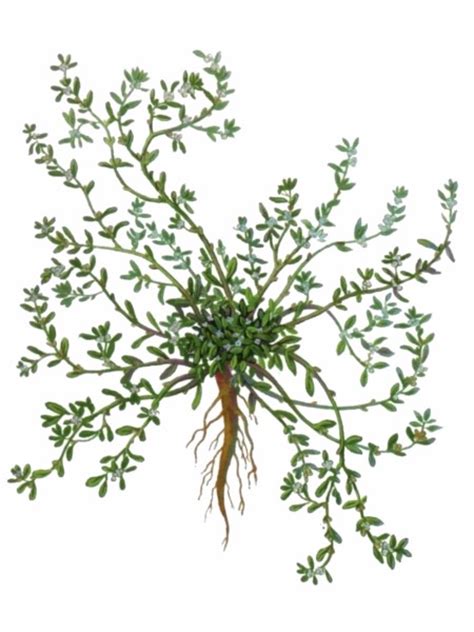 Горец птичий, или спорыш