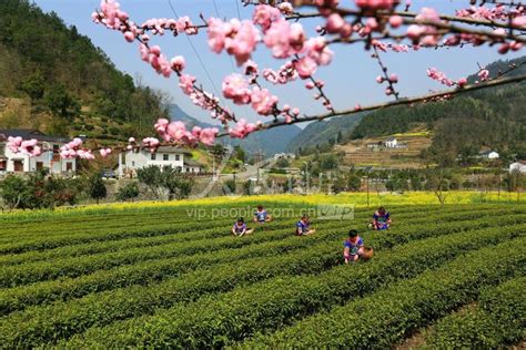 湖北宜昌土家山村采茶忙 人民图片网