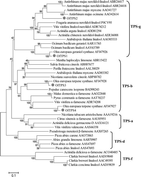 Phylogenetic Analysis Of Selected Plant Terpene Synthases Tpss
