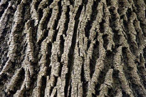 Dark Surface Of Tree Bark Texture Stock Image Image Of Drydark