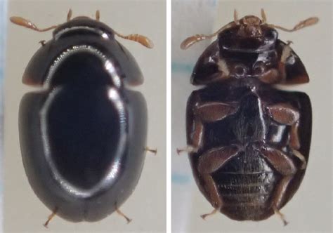 チビズマルヒメハナムシと思うピカピカ虫なのでピカチュウ 夢の中の虫