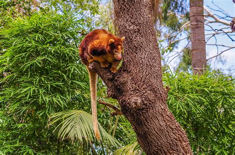 Tree Kangaroo Habitat Facts At Gemma Dalton Blog