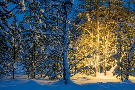 Winter Night In Forest And Christmas Tree Glowing Lights Stock Image Image Of Landscape