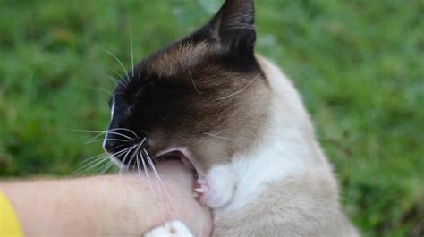 Why Does My Cat Nibble My Fingers 7 Reasons And How To Stop