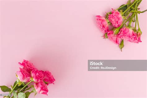 분홍색 신선한 지점과 파스텔 배경에 고립 된 텍스트에 대 한 빈 공간을 증가 했다 개념에 대한 스톡 사진 및 기타 이미지 개념 공휴일 기념일 Istock