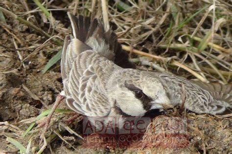 වනාතවිල්ලුවේ පක්ෂීන් රැසක් මැරී වැටෙයි