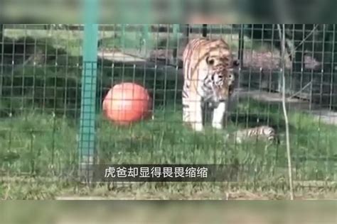老虎第一次见儿子神色慌张下一秒老虎的举动太可爱了 老虎 神色 举动