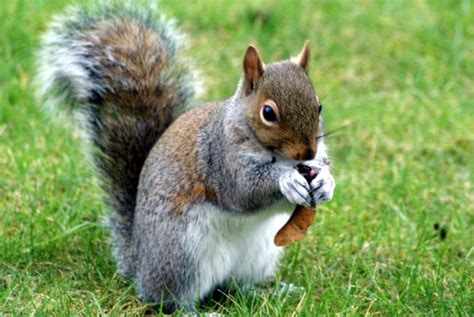 Rust Guessing 게임 만들기1 간단한 게임을 하나 만들어 보면서 Rust의 대해 좀 더 자세히 By Kwoncheol Shin Medium