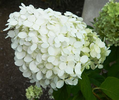Hydrangea Paniculata ‘limelight [sold As Limelight®] Purdue
