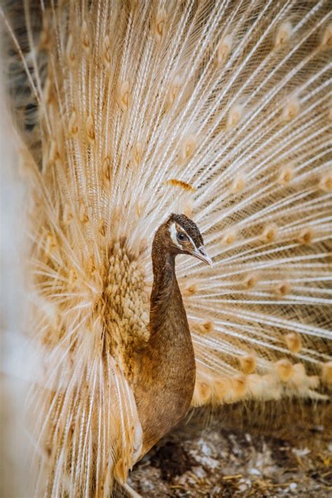 Peach Peacock