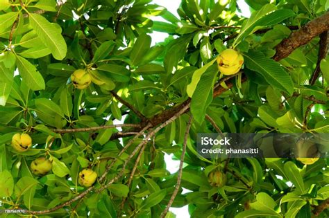 잎 배경 나무에 코끼리 사과 과일입니다 딜레니아 인디카 과일 또는 녹색 잎과 가지와 상록 나무 과일 건강관리와 의술에 대한 스톡 사진 및 기타 이미지 Istock