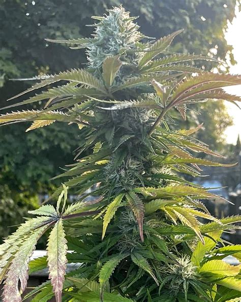 Deep Chunk Select Getting Close But Still Has A Couple Weeks To Go R Outdoorgrowing