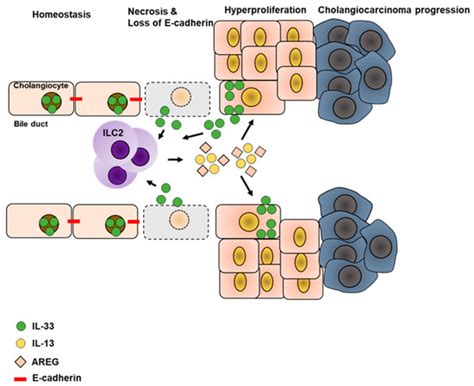 Ijms Special Issue Targeting Group 2 Innate Lymphoid Cells Ilc2