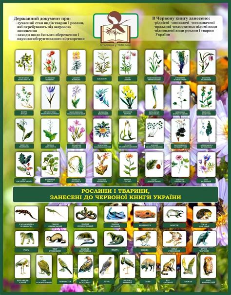 Стенд “Рослини червоної книги України” Код 7 БІО 027 8