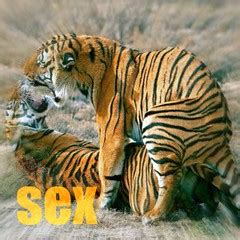 Software Platforms Bigcat Sex App KEYS Bengal Tiger Bobcat Caracal Cheetah Colocolo Cougar